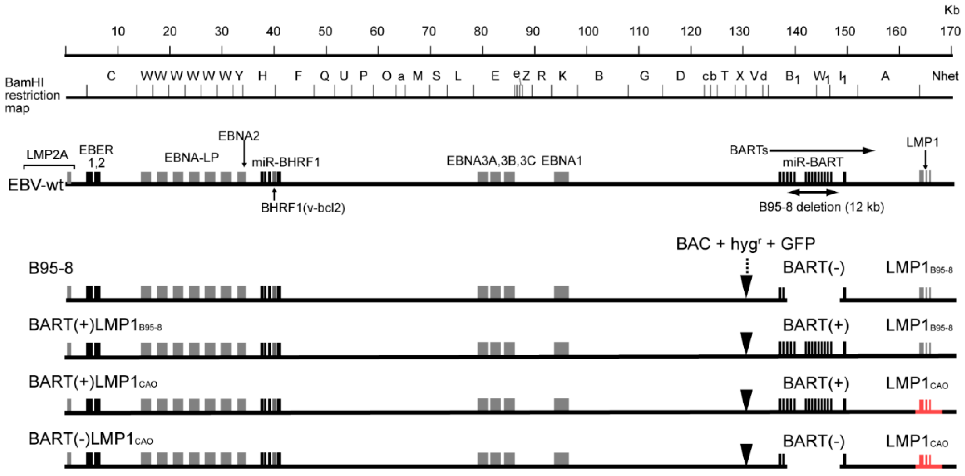 Efficient Epstein-Barr Virus Progeny Production Mediated by Cancer ...