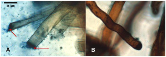 Pantoea spp. Associated with Smooth Crabgrass (Digitaria ischaemum ...