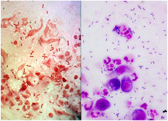 Moraxella nonliquefaciens and M. osloensis Are Important Moraxella ...