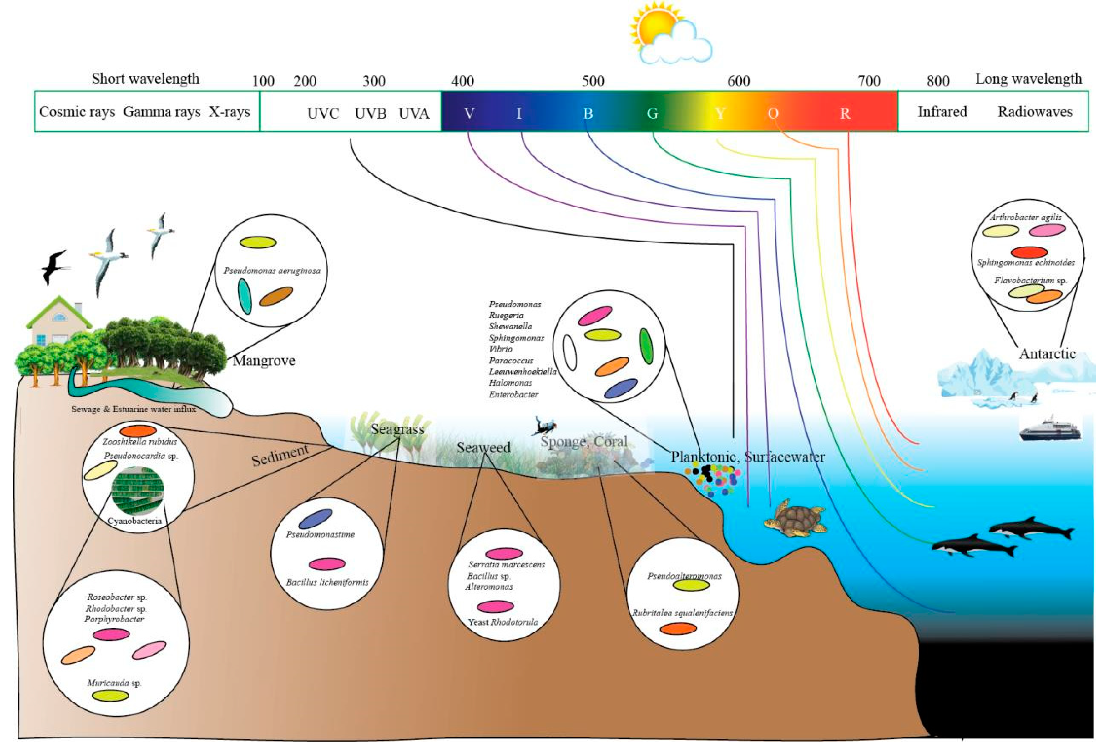 Multifaceted Applications of Microbial Pigments: Current Knowledge ...