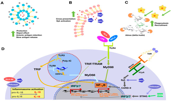 Adjuvant Strategies for More Effective Tuberculosis Vaccine Immunity