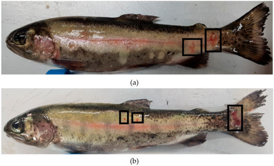 Microorganisms | Free Full-Text | Emergence of Rickettsial Infection in ...