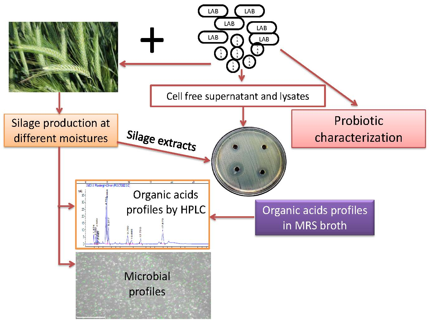 Microorganisms | Free Full-Text | Probiotic and Triticale Silage ...