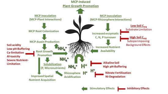 Microorganisms | Free Full-Text | Maize Inoculation with Microbial ...