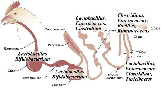 The Microbial Pecking Order: Utilization of Intestinal Microbiota for ...