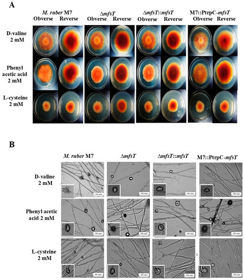 Microorganisms | Free Full-Text | Genetic Modification of mfsT Gene ...