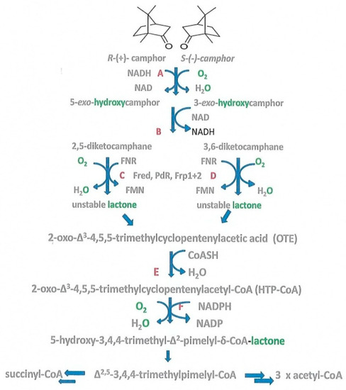 Conferring the Metabolic Self-Sufficiency of the CAM Plasmid of ...