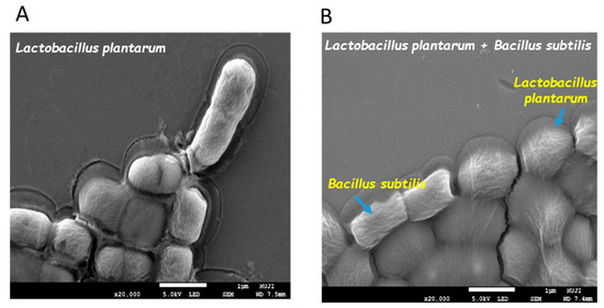Microorganisms | Free Full-Text | Probiotic Bifunctionality of Bacillus ...