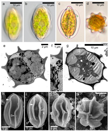 Ecophysiology of Chloromonas hindakii sp. nov. (Chlorophyceae), Causing ...