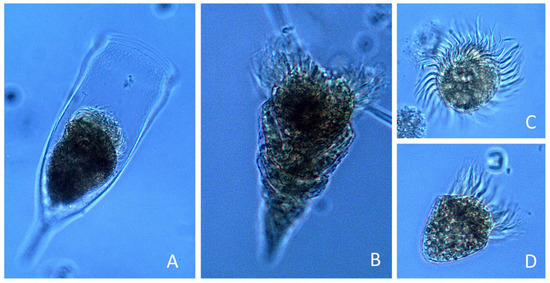 Microorganisms | Free Full-Text | Cell Cycle, Division Rate, and ...