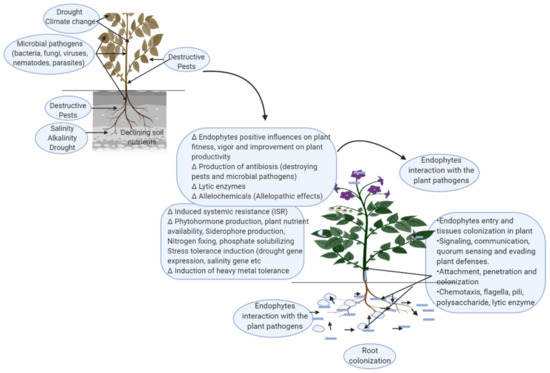 Bacterial and Fungal Endophytes: Tiny Giants with Immense Beneficial ...