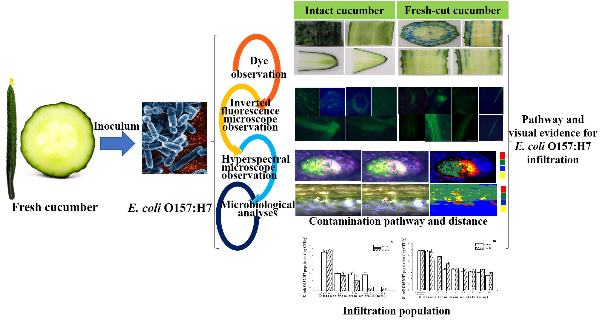 Microorganisms | Free Full-Text | Elucidating Escherichia Coli O157:H7 ...