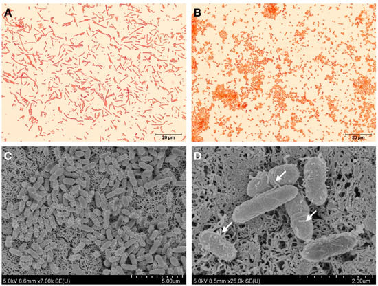 Microorganisms | Free Full-Text | Acinetobacter Strain KUO11TH, a ...
