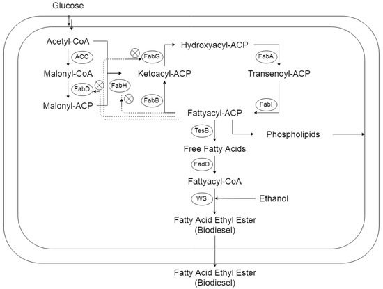 Enhanced Production of Fatty Acid Ethyl Ester with Engineered fabHDG ...