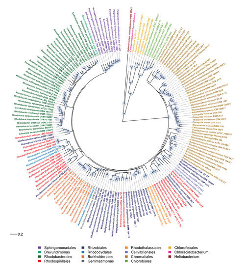 Microorganisms | Free Full-Text | Phylogeny of Anoxygenic ...