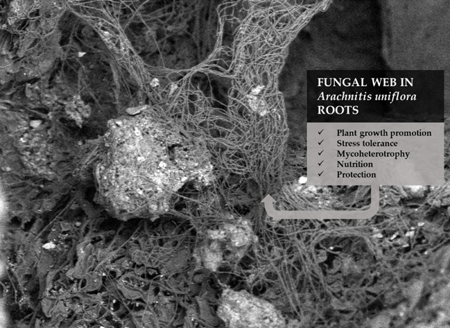 Microorganisms | Free Full-Text | Root-Associated Fungal Communities in ...