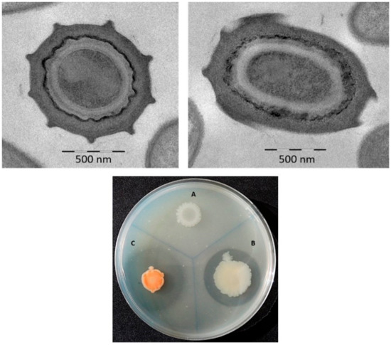 Paenibacillus lutrae sp. nov., A Chitinolytic Species Isolated from A ...