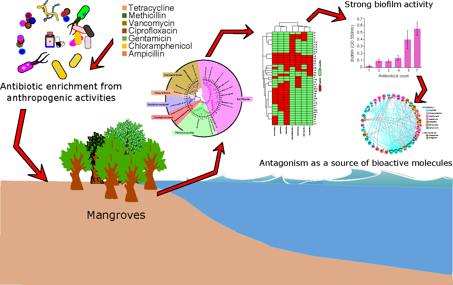 Microorganisms | Free Full-Text | Insights into Antagonistic ...
