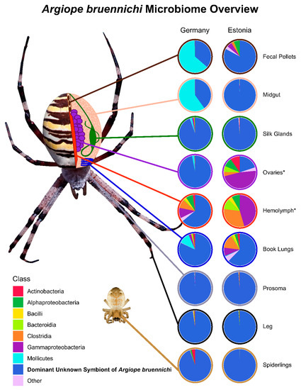 Tissue- and Population-Level Microbiome Analysis of the Wasp Spider ...