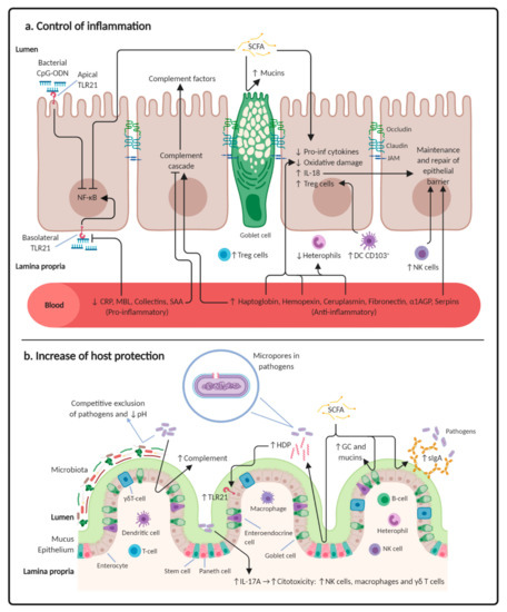 The Control of Intestinal Inflammation: A Major Objective in the ...