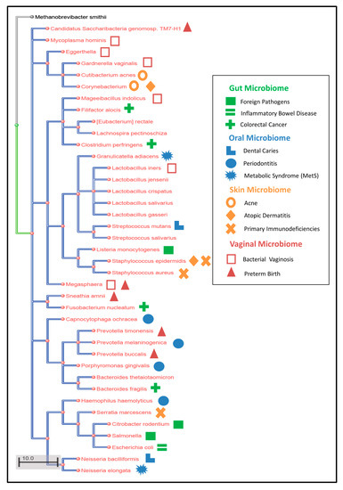 Computational Modeling of the Human Microbiome