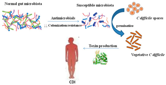 Insights into the Role of Human Gut Microbiota in Clostridioides difficile Infection