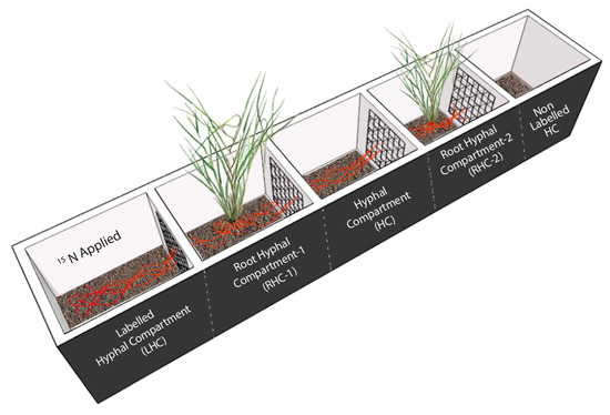 Formation of Common Mycorrhizal Networks Significantly Affects Plant ...