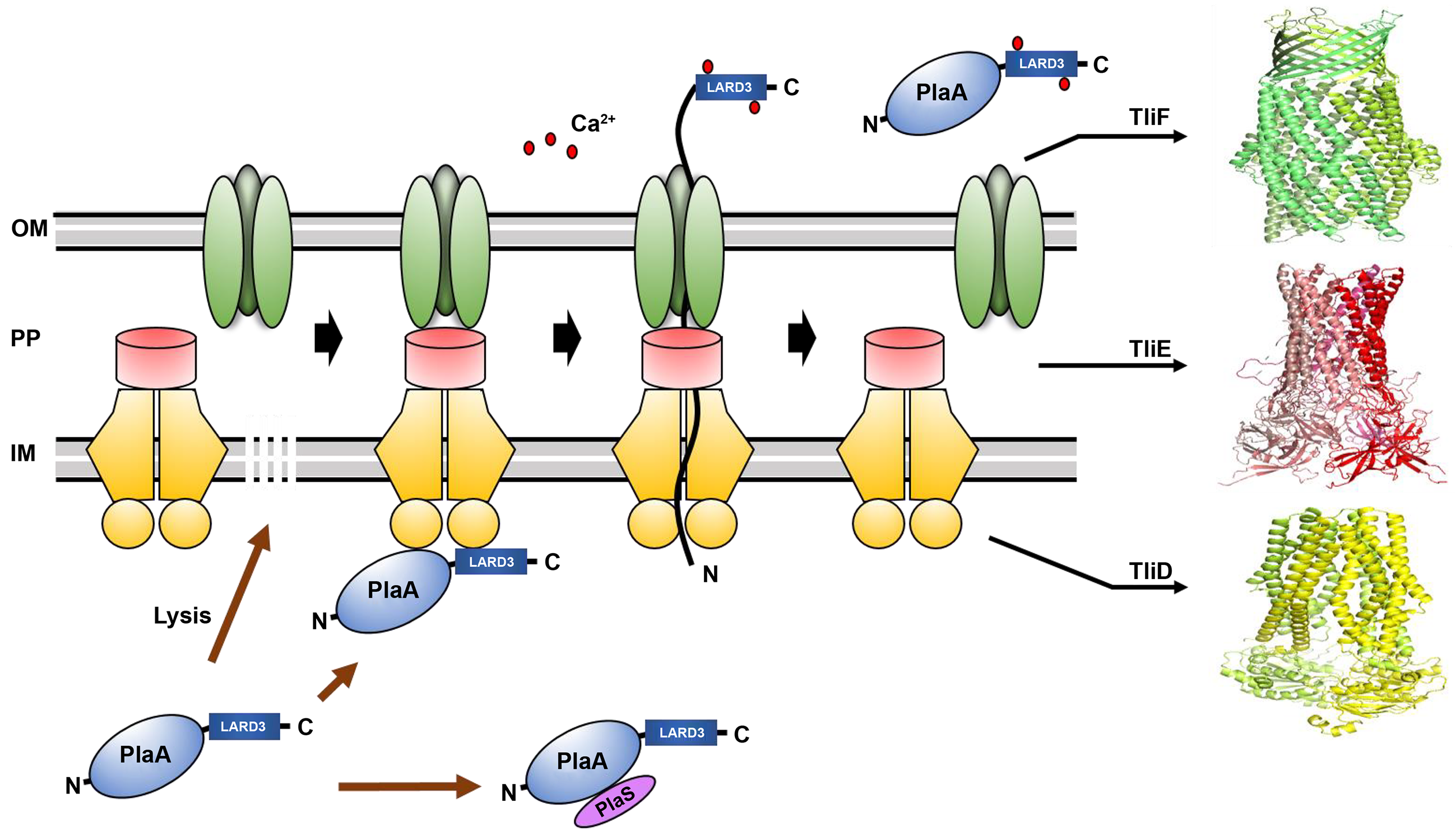 Microorganisms | Free Full-Text | High-Level Production of ...