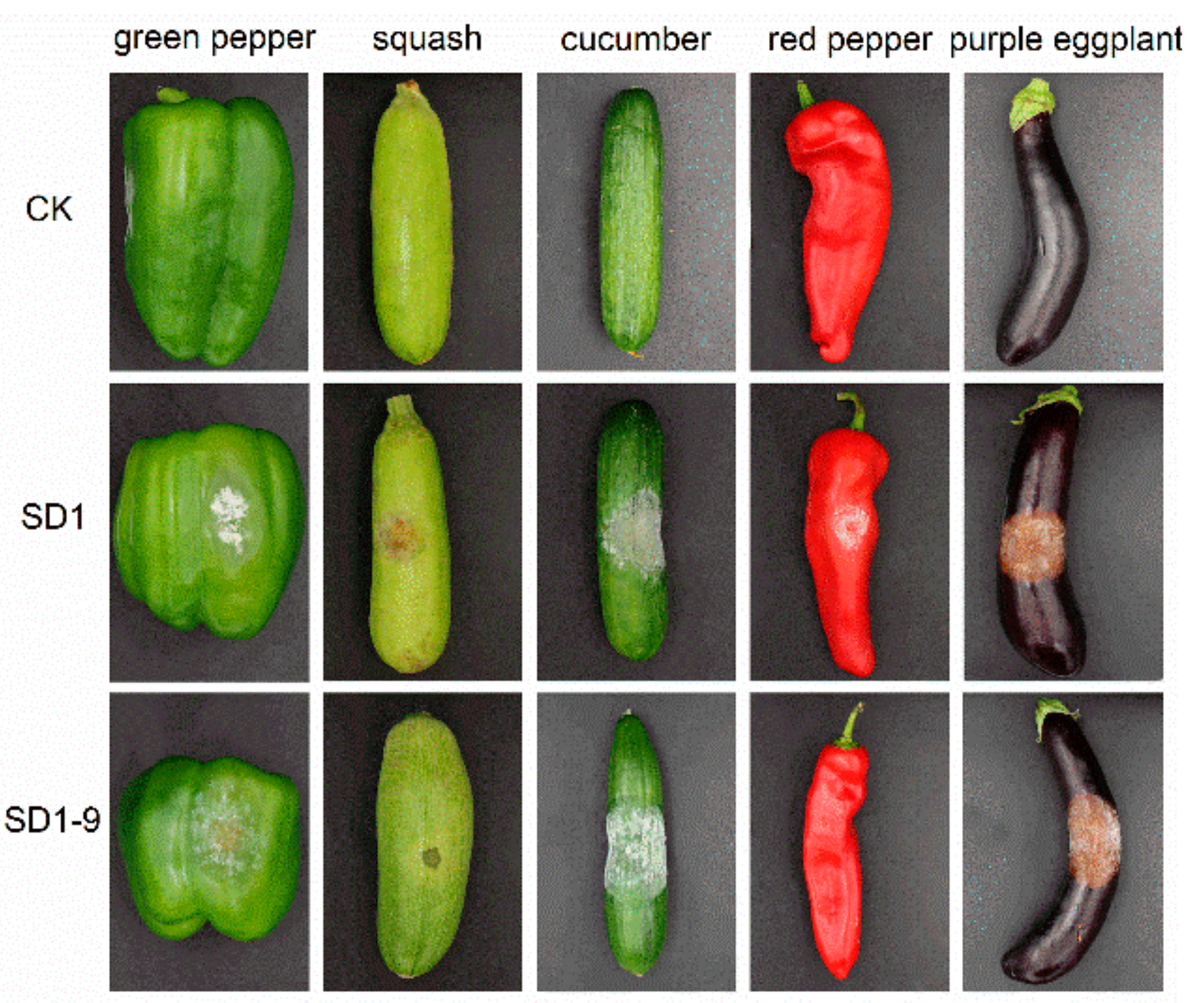 Differential Potential of Phytophthora capsici Resistance Mechanisms to ...