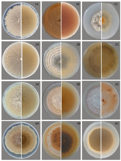 Evidence of Microdochium Fungi Associated with Cereal Grains in Russia
