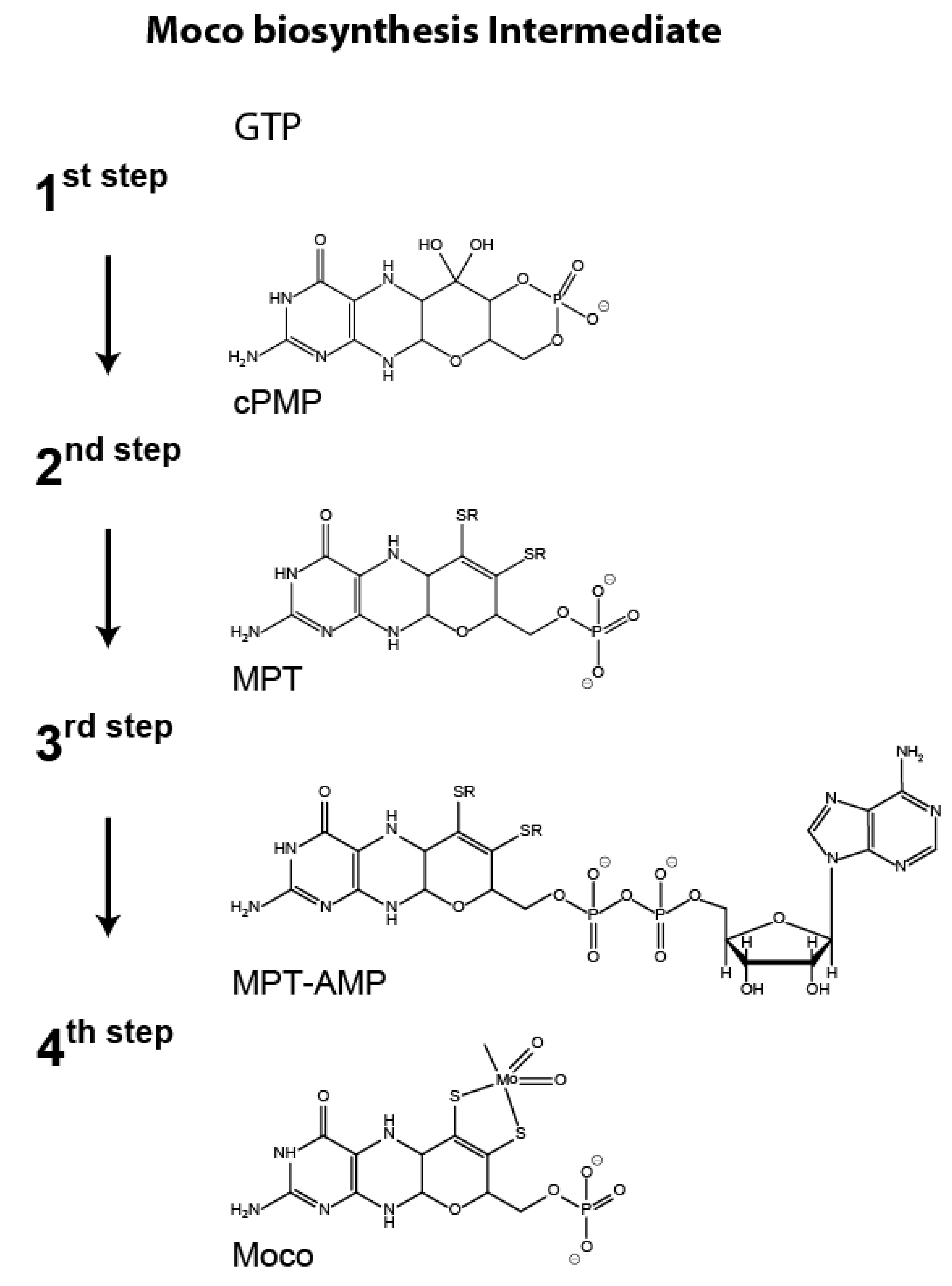 The First Step of Neurospora crassa Molybdenum Cofactor Biosynthesis ...