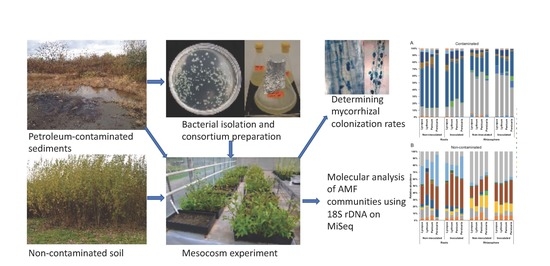 Microorganisms | Free Full-Text | Arbuscular Mycorrhizal Fungal Assemblages Significantly ...