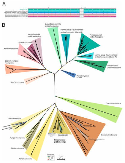 Microorganisms | Special Issue : Microbial Diversity in Extreme ...