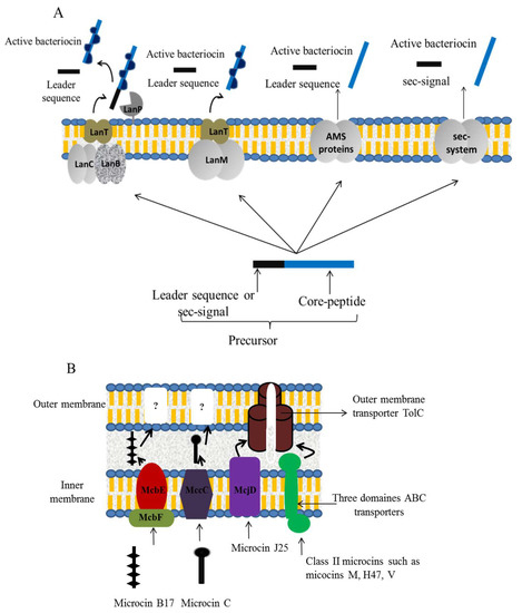 Bacteriocins, Antimicrobial Peptides from Bacterial Origin: Overview of ...