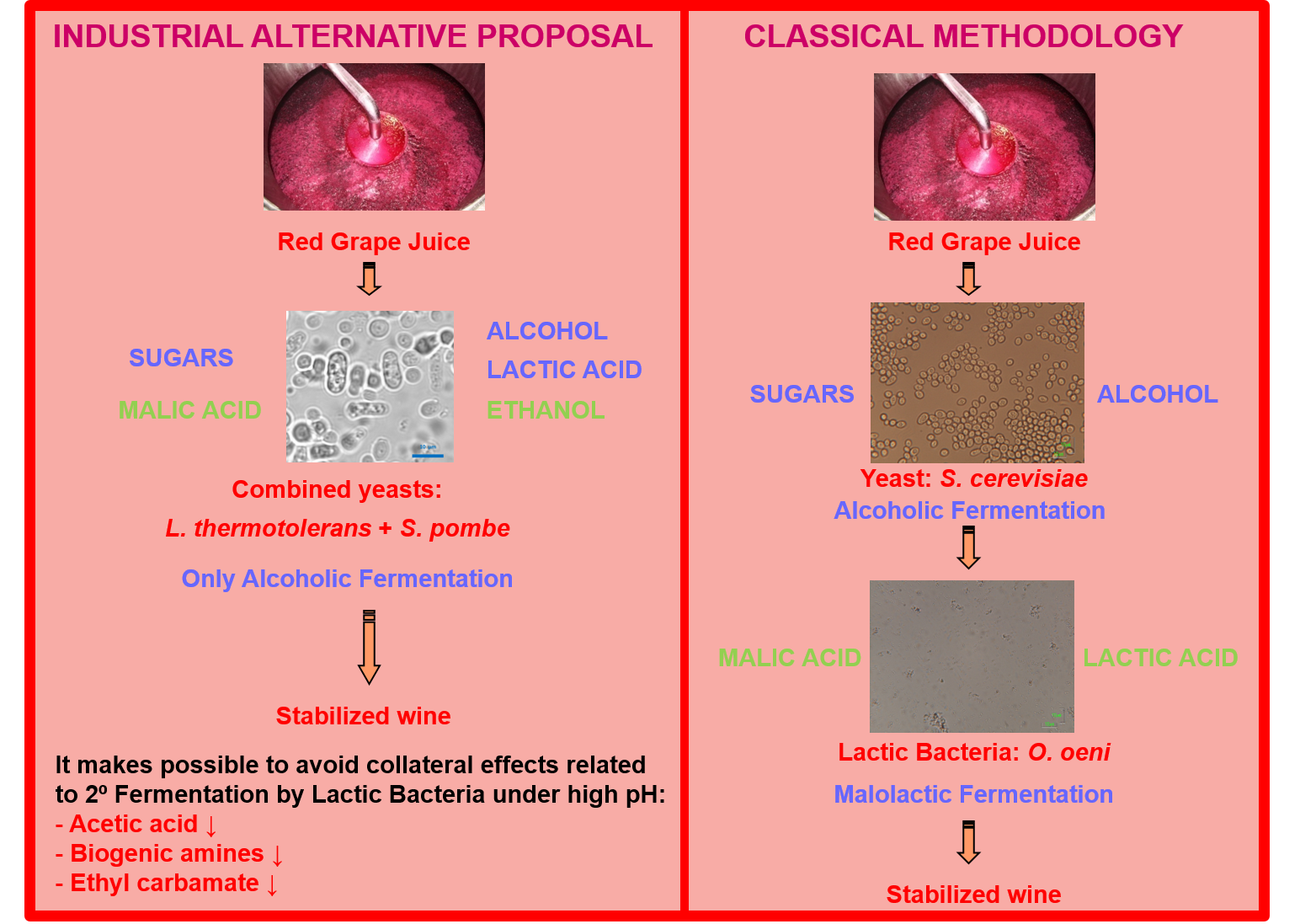Microorganisms | Free Full-Text | Combined Use of Lachancea ...