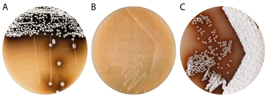 Baikalomycins A-C, New Aquayamycin-Type Angucyclines Isolated from Lake ...