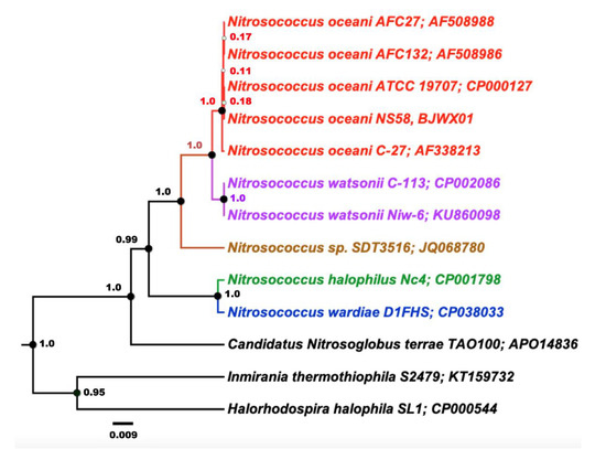 High Synteny and Sequence Identity between Genomes of Nitrosococcus ...