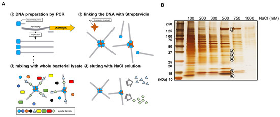 Transcriptional Regulation of the Outer Membrane Protein A in ...