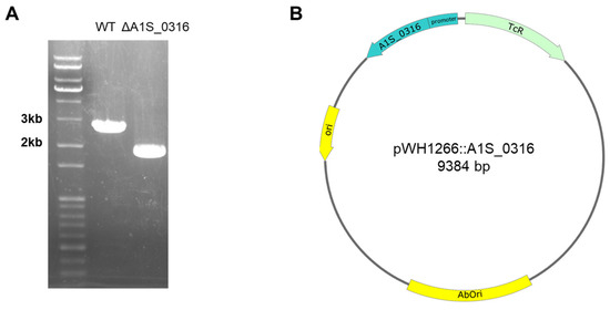 Transcriptional Regulation of the Outer Membrane Protein A in ...