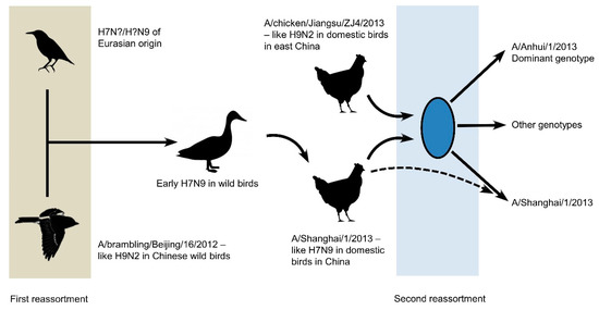 Evolution and Adaptation of the Avian H7N9 Virus into the Human Host