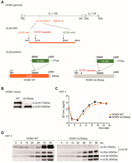 The Cytomegalovirus Tegument Protein UL35 Antagonizes Pattern ...