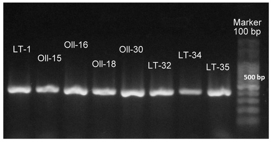 Bacillus cytotoxicus Isolated from a Pristine Natural Geothermal Area ...