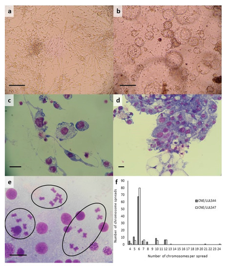 Microorganisms | Free Full-Text | Continuous Cell Lines from the ...