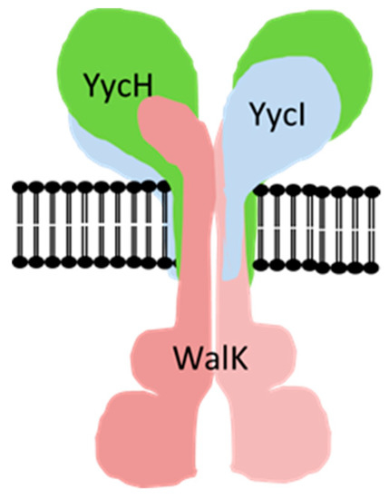 YycH and YycI Regulate Expression of Staphylococcus aureus Autolysins ...