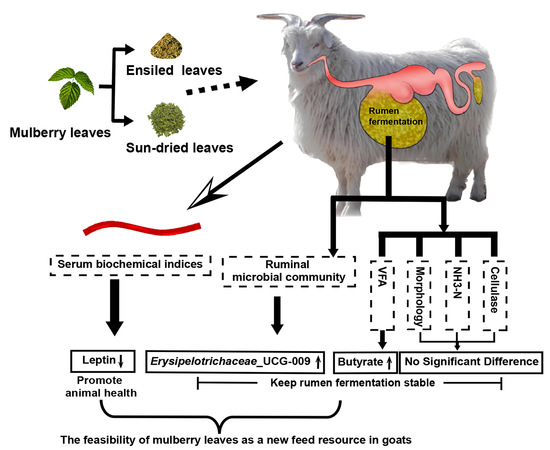 Microorganisms | Free Full-Text | Comparison of Rumen Microbiota and ...