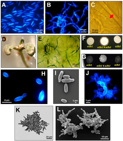 Molecular Mechanisms Involved in the Multicellular Growth of ...