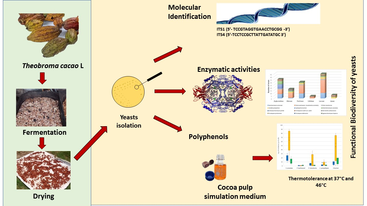 Microorganisms | Free Full-Text | Functional Biodiversity of Yeasts ...