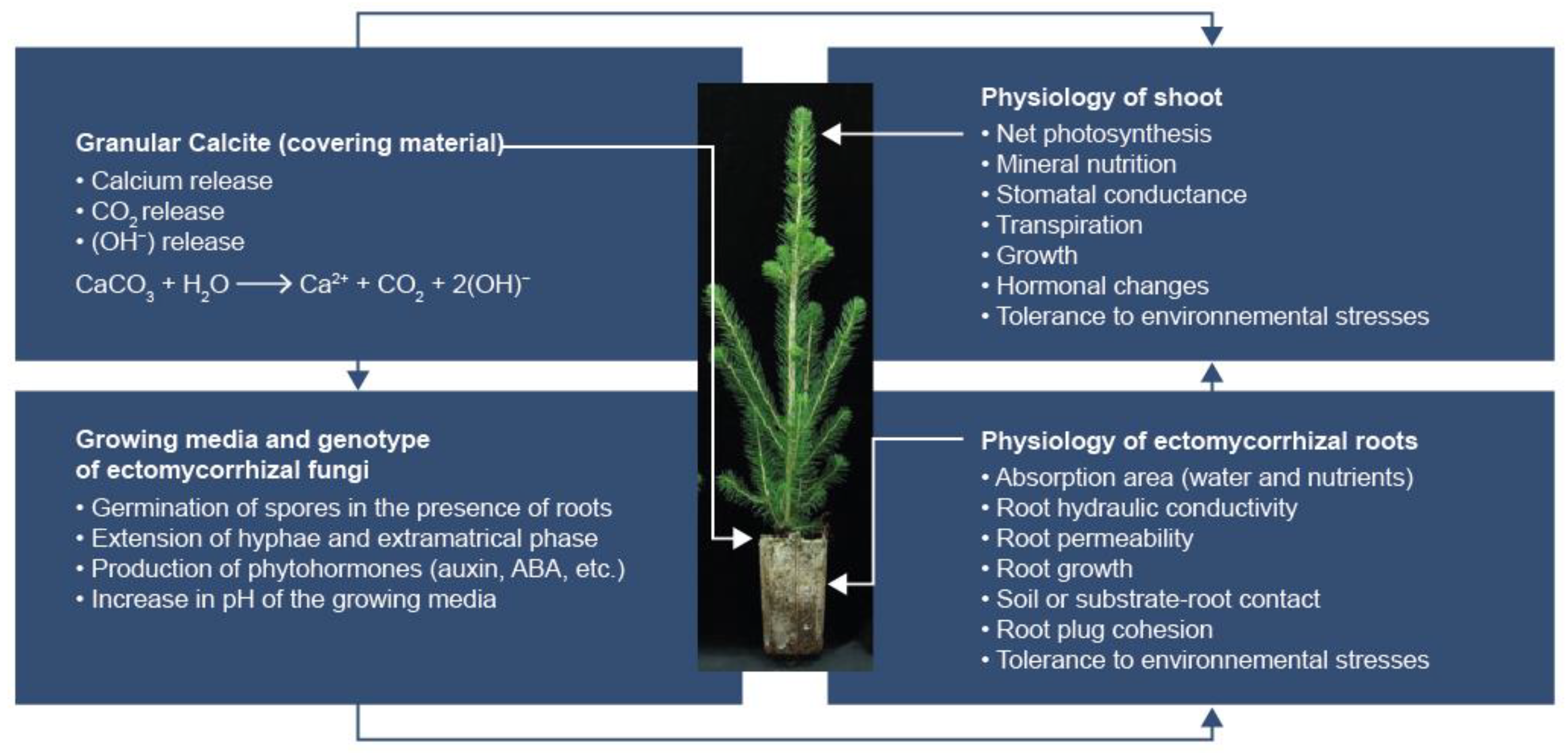 Granular Calcite Stimulates Natural Mycorrhization and Growth of White ...