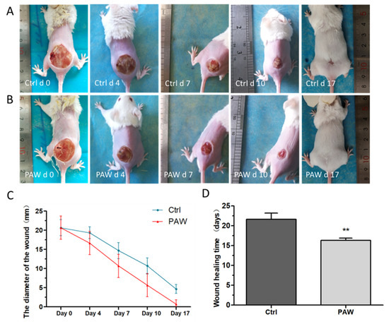 Effects of Plasma-Activated Water on Skin Wound Healing in Mice