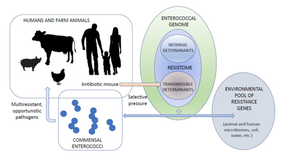 Microorganisms | Free Full-Text | Enterococci, from Harmless Bacteria ...